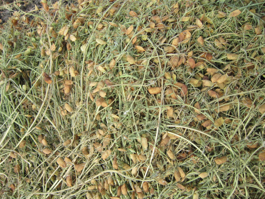 Grain & Pulse Crop Seeds – Urvara Agro Biotech Pvt. Ltd.