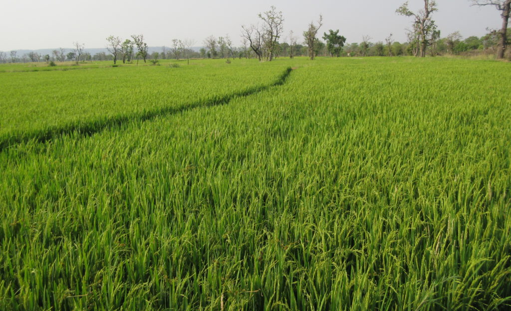 Grain & Pulse Crop Seeds – Urvara Agro Biotech Pvt. Ltd.